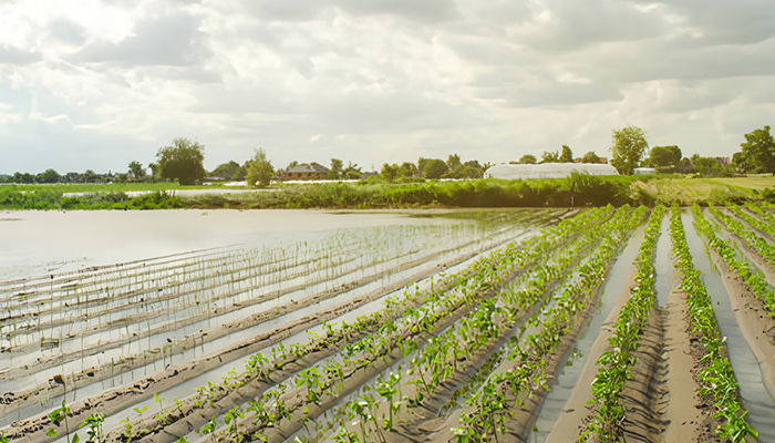 Smart Agriculture Sensors Solution & Farm Monitoring System | Rika Sensors